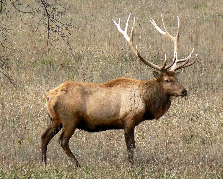 State’s largest elk ranch keeps growing | News, Sports, Jobs - Standard ...